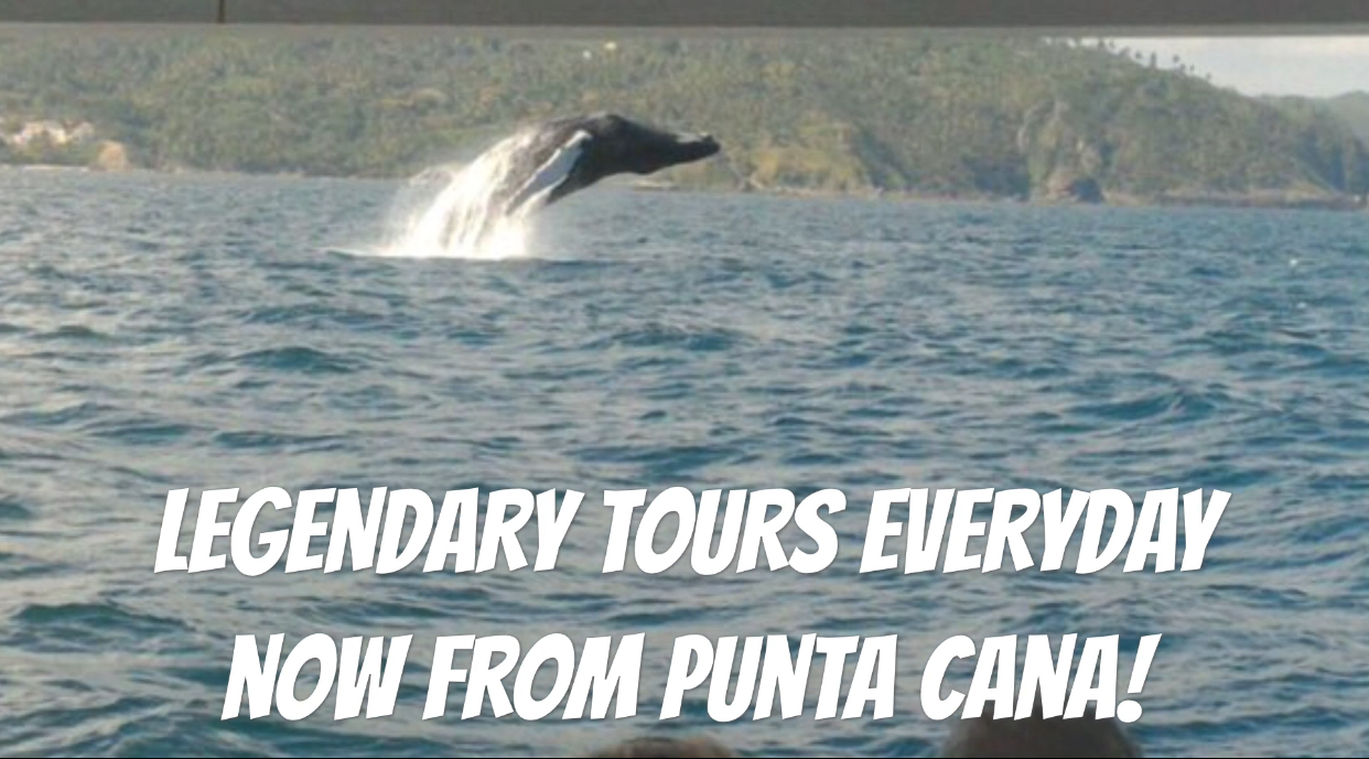 Punta Cana-Bavaro-Cap Cana Kim Beddall Whales